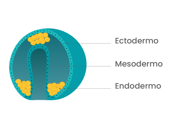 ¿Cómo se desarrolla el corazón de tu bebé? – Biocells