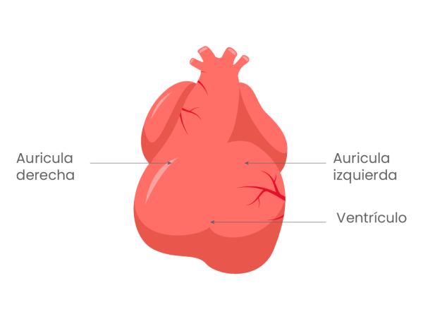 ¿Cómo se desarrolla el corazón de tu bebé? – Biocells